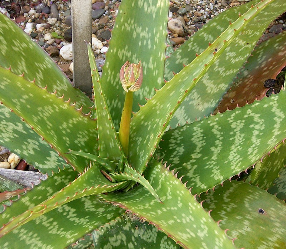 Aloe greenii – Heron's Head Nursery