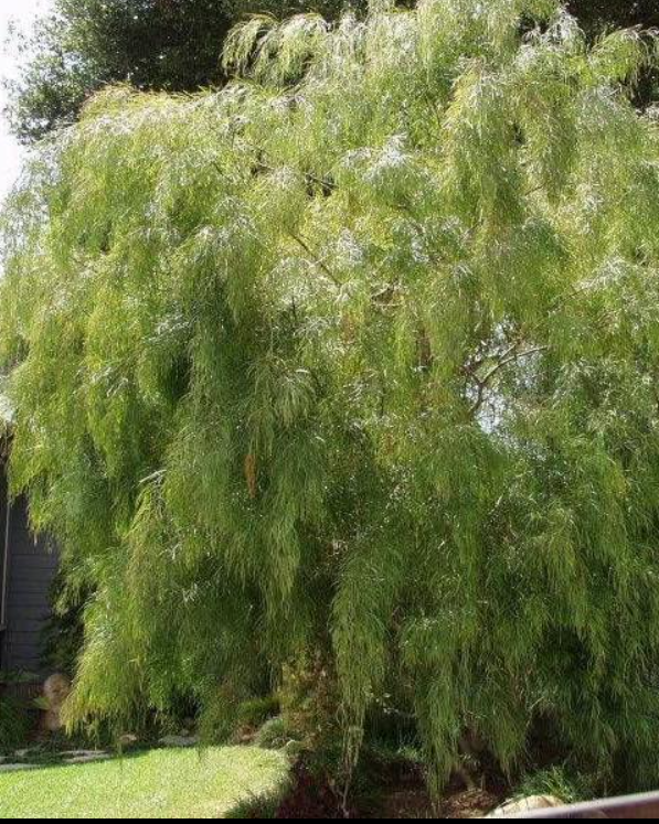 Acacia cognata (subporosa) std. – Heron's Head Nursery