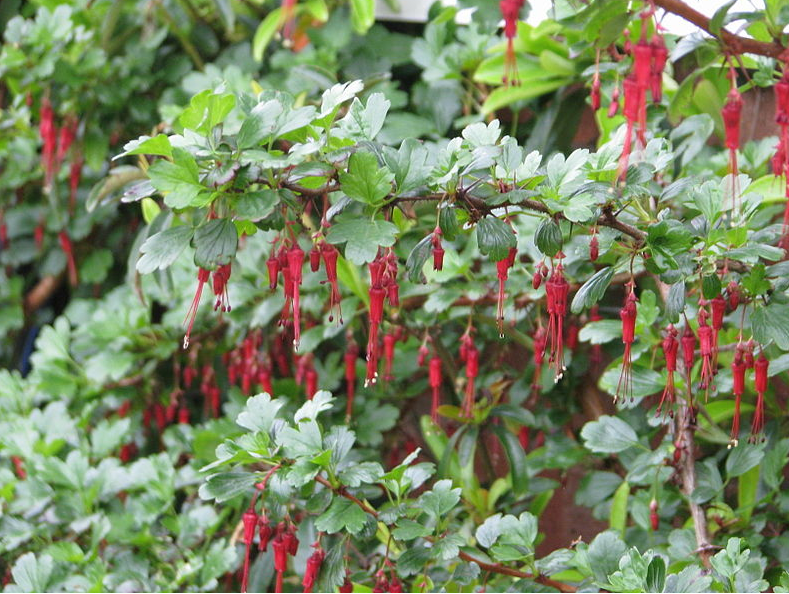 Ribes speciosum – Heron's Head Nursery