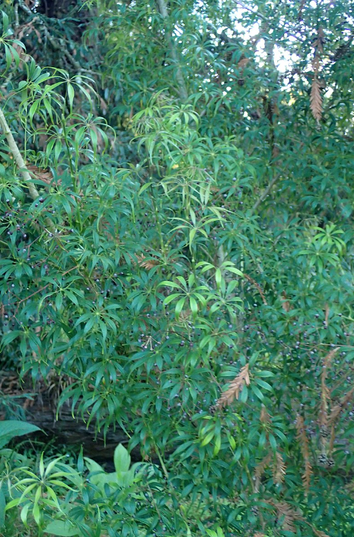 Schefflera microphylla – Heron's Head Nursery